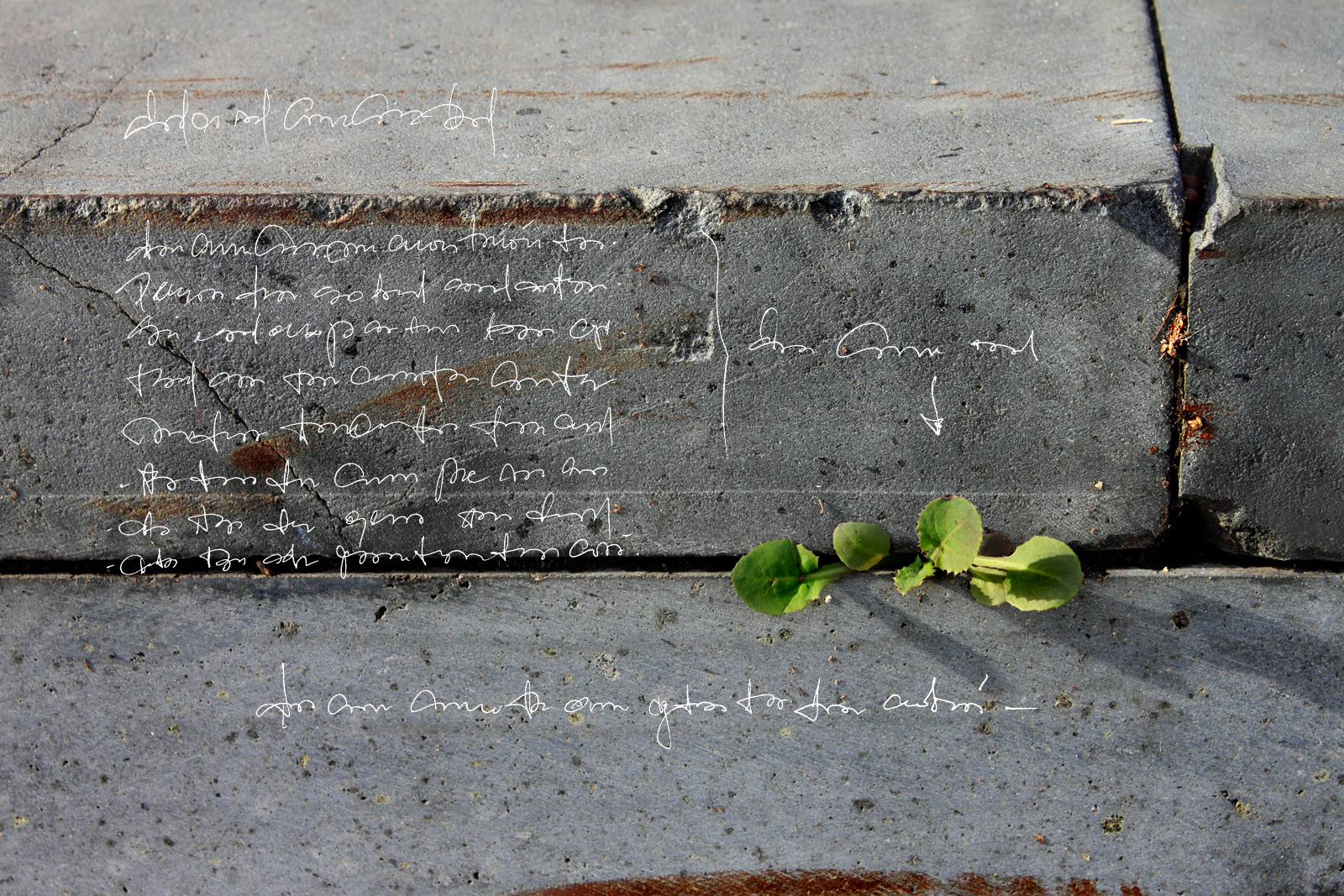 la mirada del Otro | Marcela Jardon